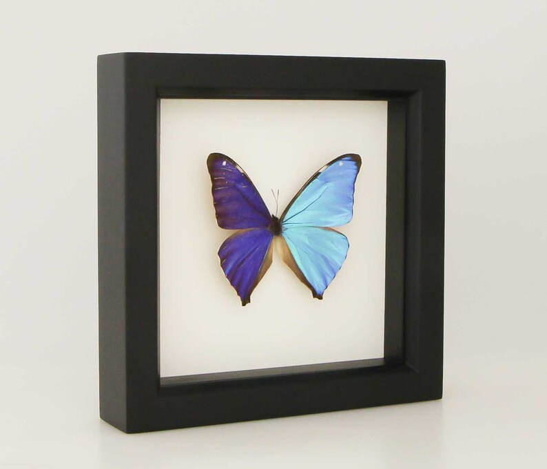Real Butterfly Display Blue Morpho Birthday Gift - Etsy