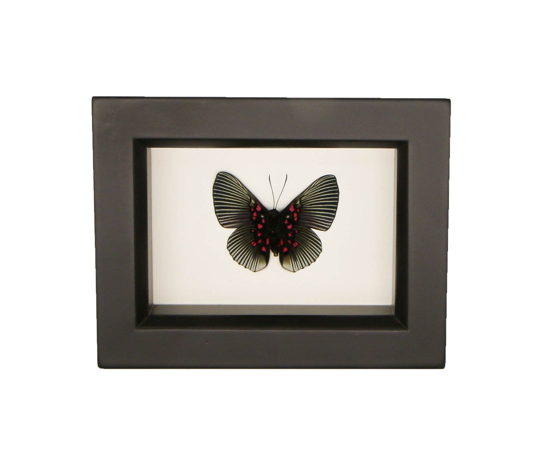 Real Framed Butterflies Apollo Metalmark Shadowbox Frame 3.5x4.5 - Etsy
