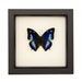 Framed Mottled leafwing Polygrapha Cyanea 6x6 Inch Shadowbox - Etsy