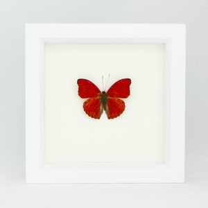 Blood Red Butterfly Insect Display - Etsy