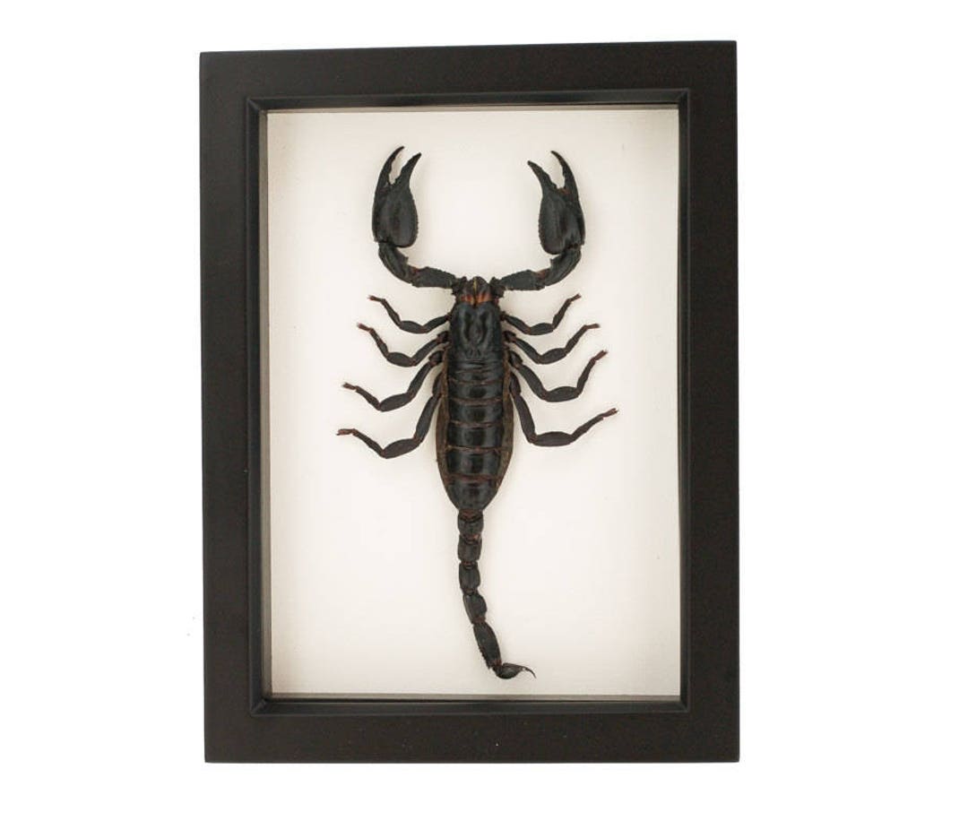 Framed Scorpion Insect Display UV Blocking Glass 6x8 - Etsy