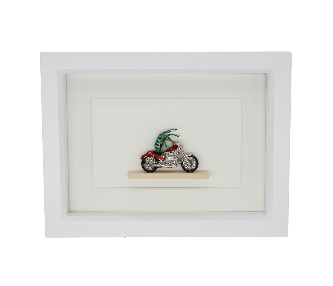 Framed Insect Art Weevil Knievel Real Beetle Riding Motorcycle - Etsy