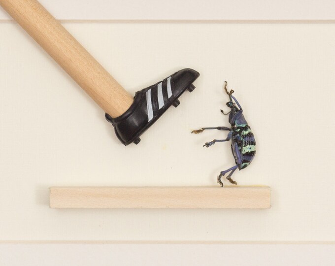 Last Call Insect Diorama Beetle Meets a Shoe - Etsy