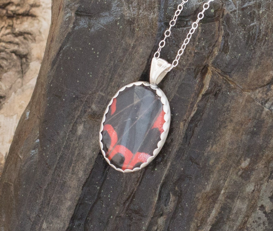 Real Bug Jewelry Insect Pendant Sterling Silver Scarlet Mormon - Etsy