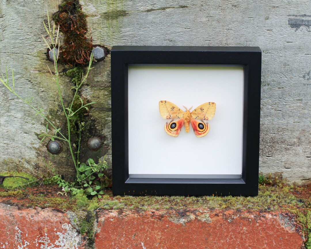 Preserved Moth False Eyes Real Insect - Etsy