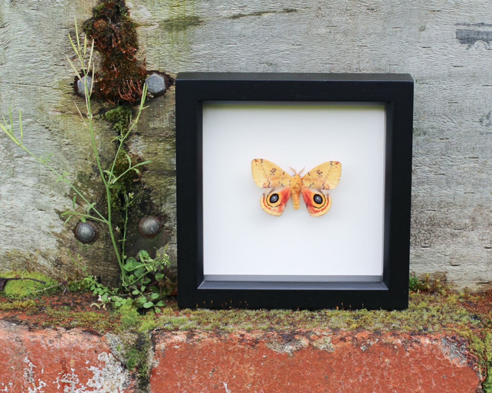 Preserved Yellow Moth False Eyes Real Insect - Etsy