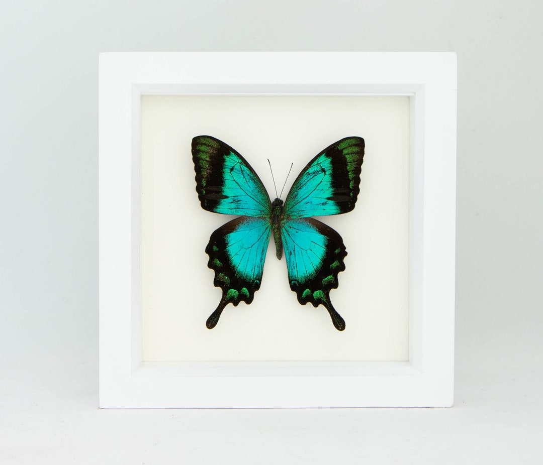 Framed Butterfly in White Shadowbox Frame Sea Green Swallowtail - Etsy