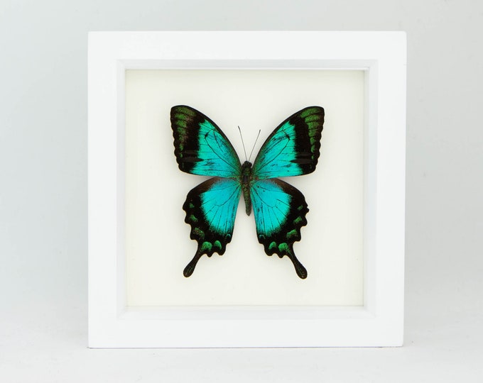 Framed Butterfly in White Shadowbox Frame Sea Green Swallowtail - Etsy