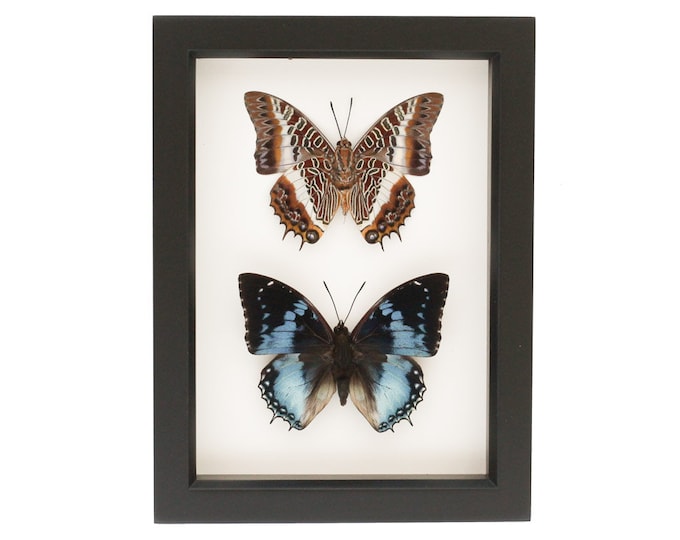 Framed Butterflies Collection African Insect Display - Etsy