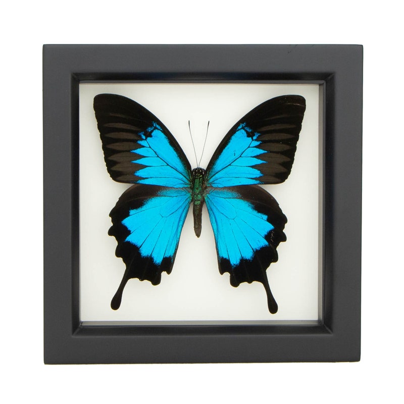 Framed Papilio Ulysses - Etsy