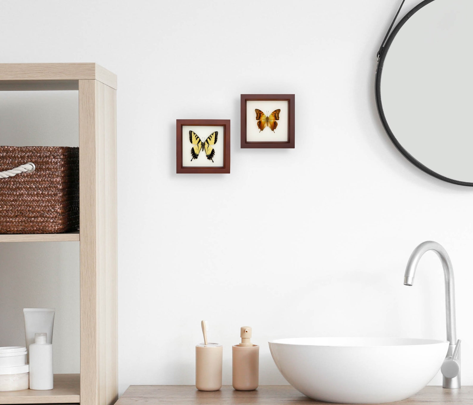 Real Tiger Swallowtail Butterfly Display 6x6 - Etsy