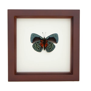 Framed Butterfly Callithea Optima Insect Display - Etsy