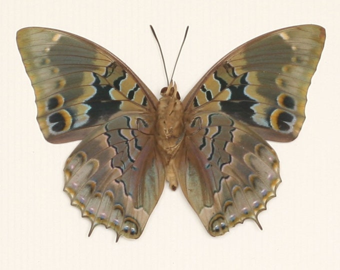 Charax African Real Framed Butterfly Display - Etsy