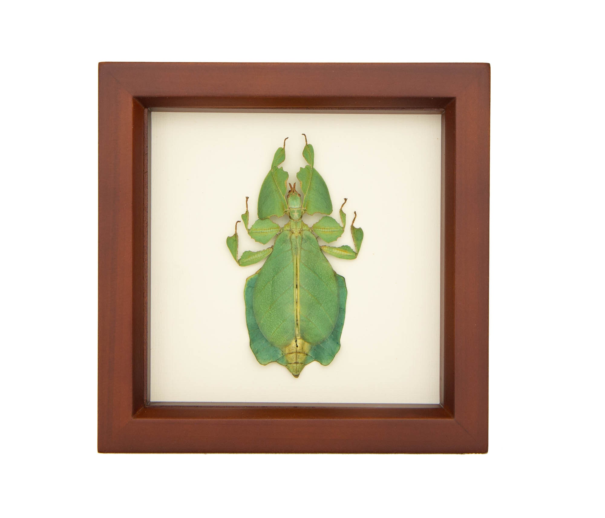 Wood Frame Insect Display Walking Leaf - Etsy