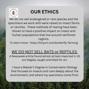 Blue Charax Real Framed Butterfly Shadowbox Display 6x6 - Etsy