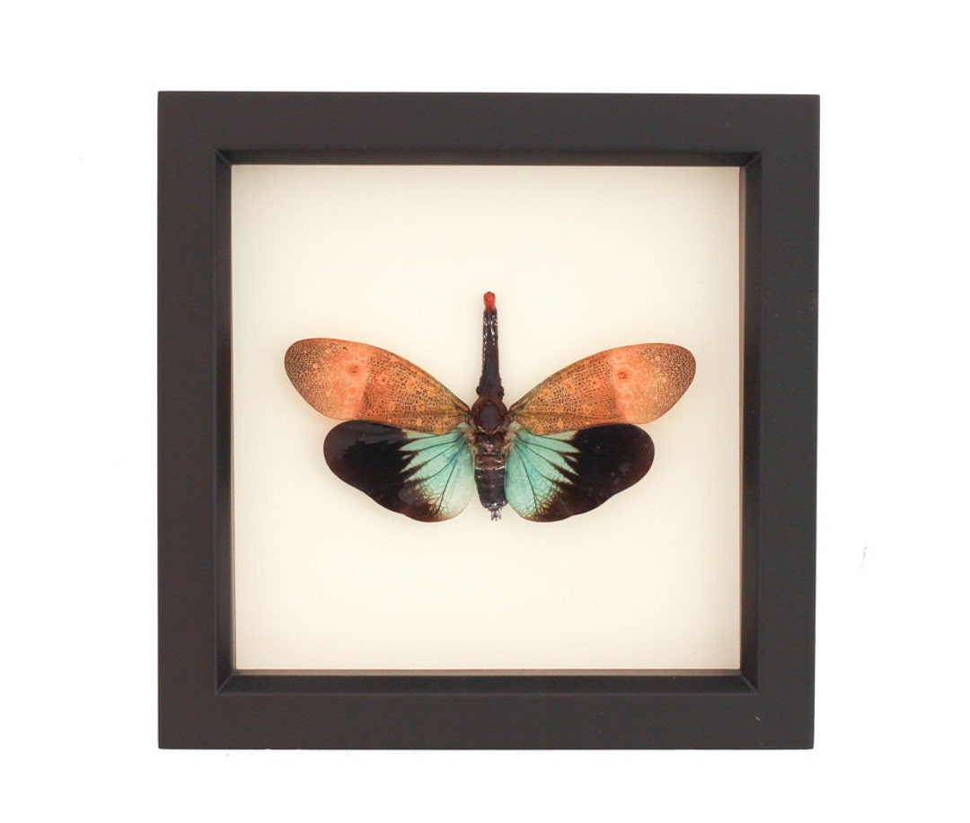 Framed Lanternfly Insect Display Pyrops Pyrorhyncha 6x6 - Etsy