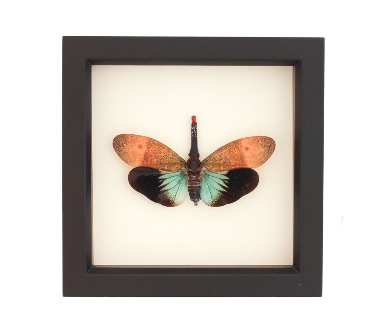 Framed Lanternfly Insect Display Pyrops Pyrorhyncha 6x6 - Etsy