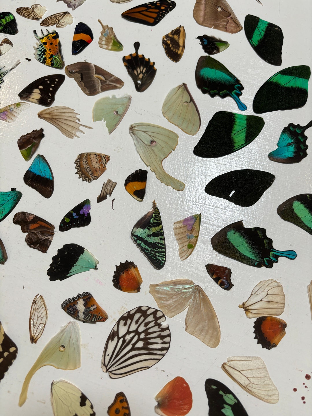 100 Real Butterfly Wings Random Species for Craft, Science, Jewelry ...