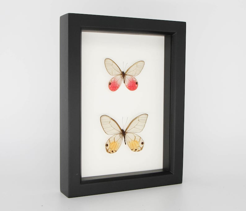 Real Framed Clear Glasswing Butterfly Collection 6x8 Display - Etsy