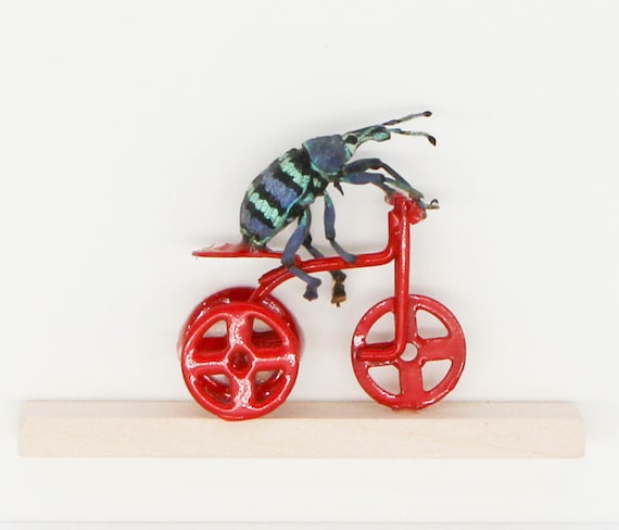 Real Beetle Riding Red Tricycle Natural History Insect Art - Etsy
