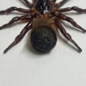 Framed Chinese Hourglass Spider Cyclocosmia Ricketti 6x6 - Etsy