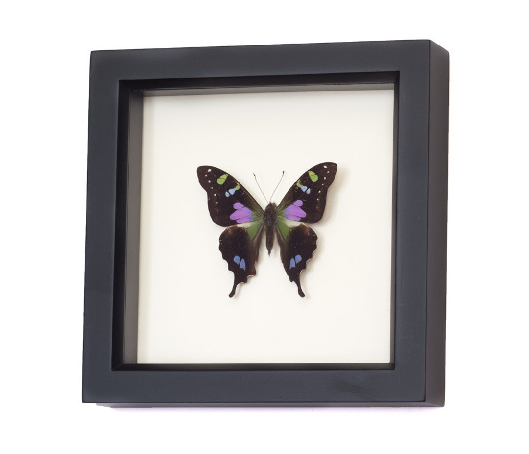 3D Wall Art Insect Entomology Shadow Box Display 6x6 - Etsy