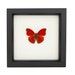 Blood Red Butterfly Insect Display - Etsy