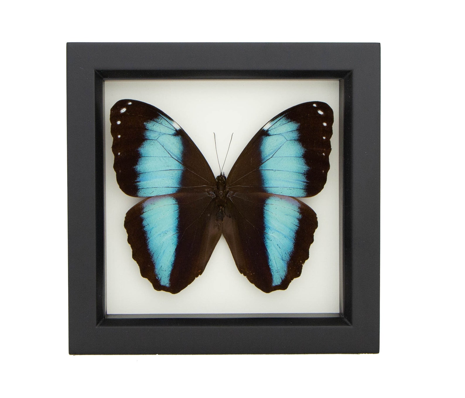 Framed Butterfly Display Blue Banded Morpho Butterfly - Etsy