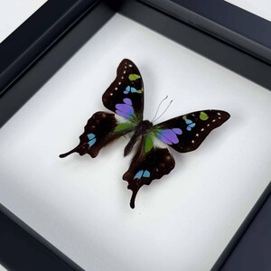 3D Wall Art Insect Entomology Shadow Box Display 6x6 - Etsy