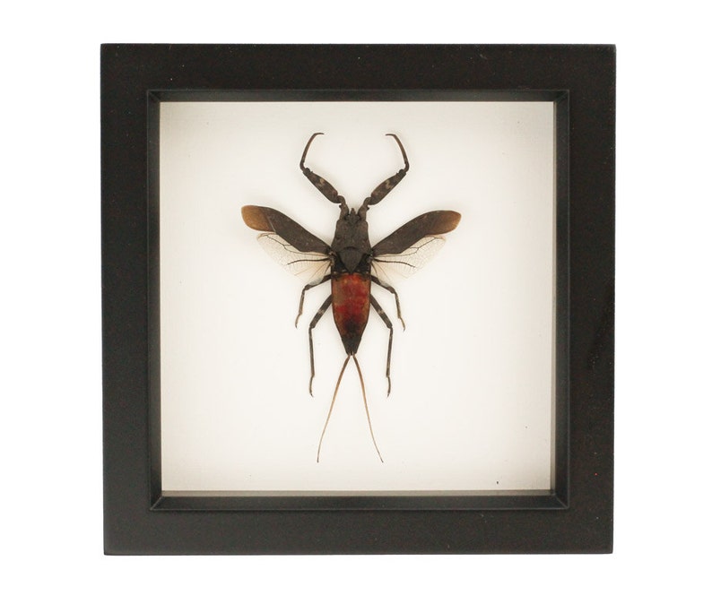 Framed Giant Water Bug Toe Biter Display - Etsy