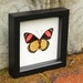 Real Framed Butterfly Display Painted Beauty - Etsy