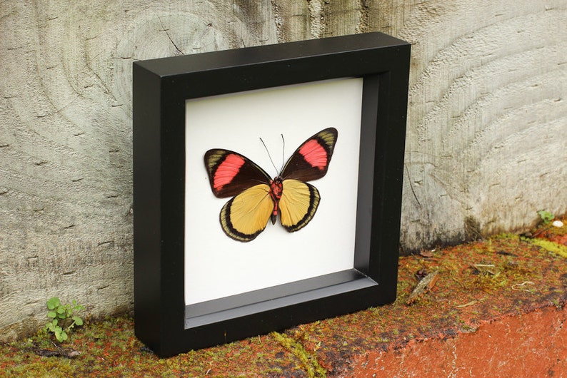 Real Framed Butterfly Display Painted Beauty - Etsy