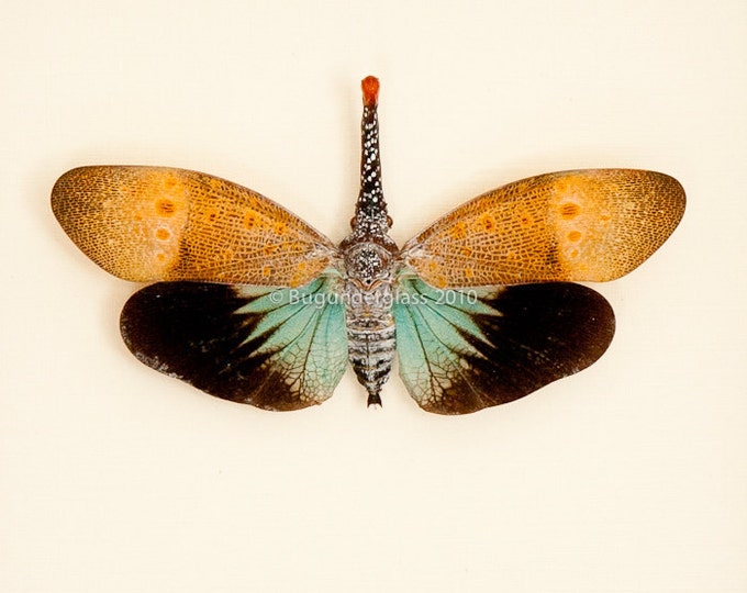 Framed Lanternfly Insect Display Pyrops Pyrorhyncha 6x6 | Etsy