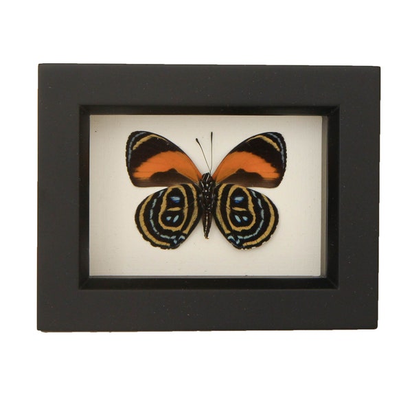 Framed Insects - Etsy