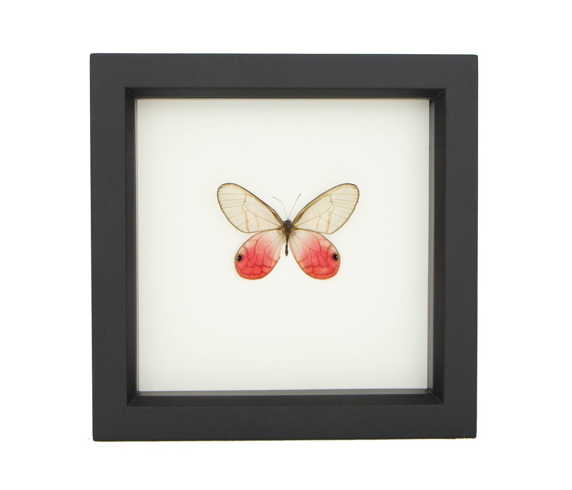 Real Framed Butterfly Display Pink Glasswing - Etsy