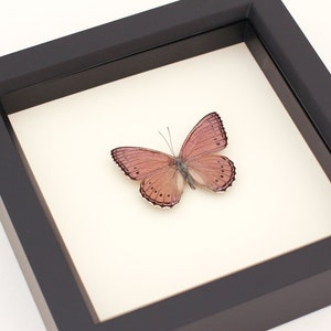 Real Insect Shadowbox Meadow Wanderer Butterfly Crenis Pechuelli - Etsy