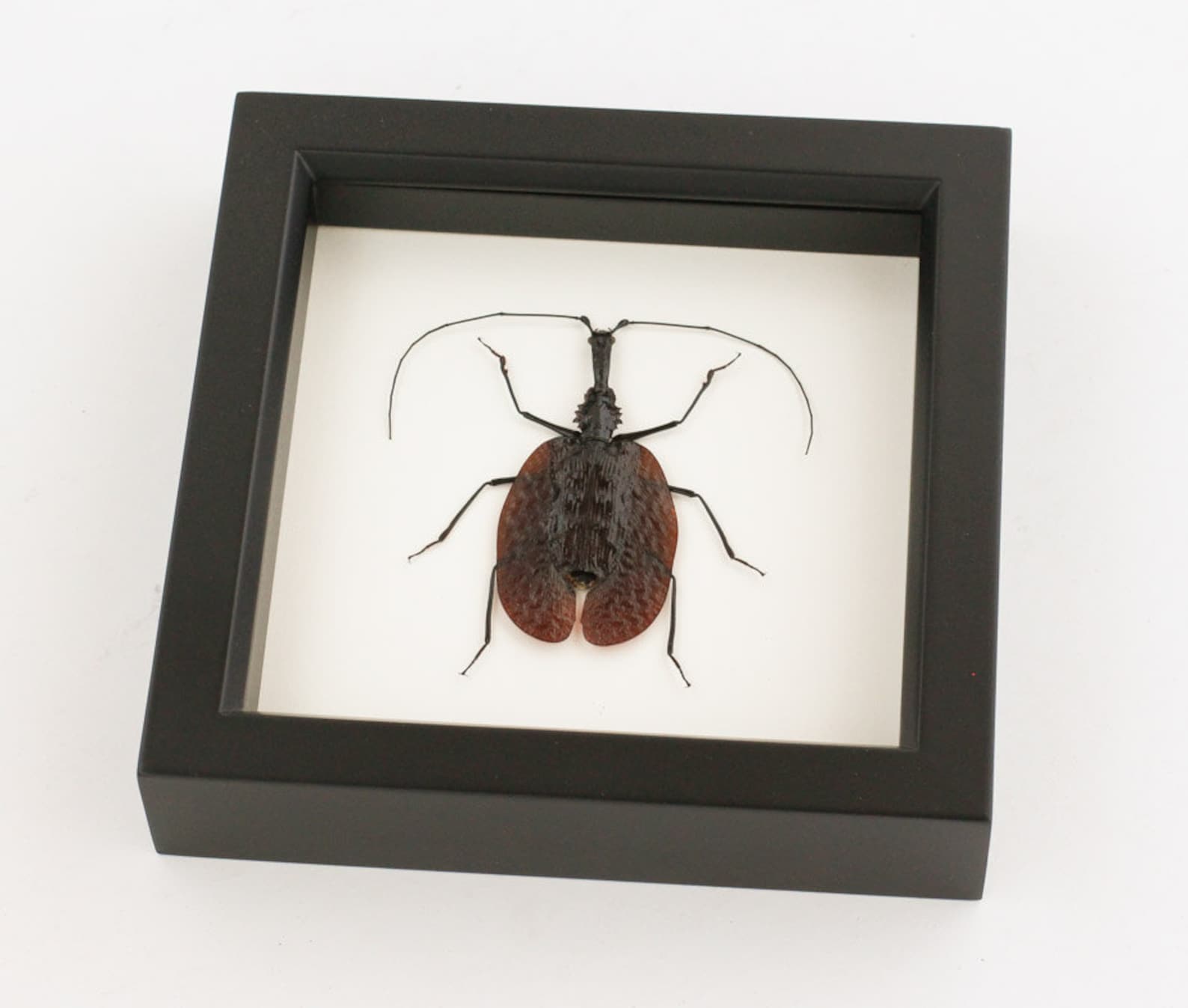Framed Beetle Violin Beetle Display - Etsy