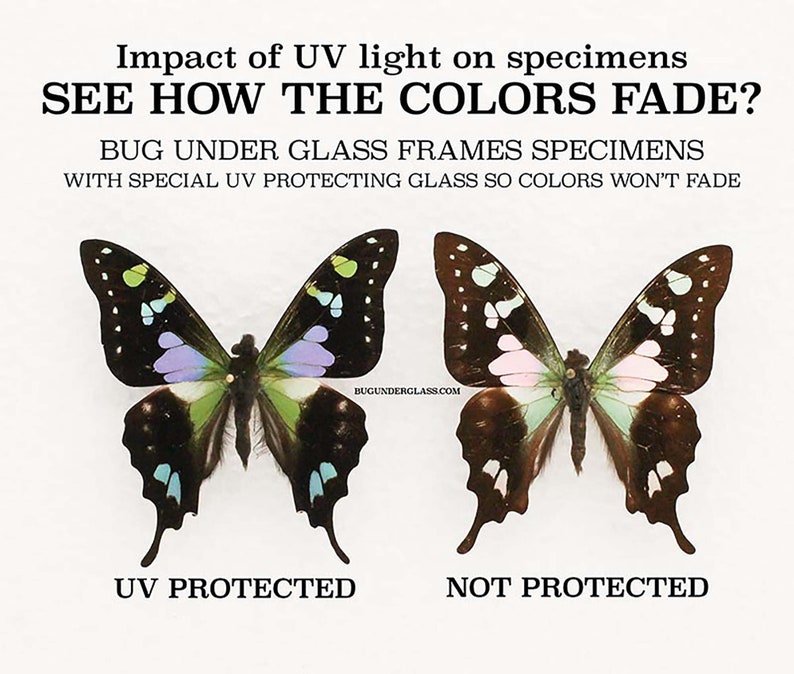 Butterfly Display Glorious Begum Agatasa Calydonia Taxidermy - Etsy