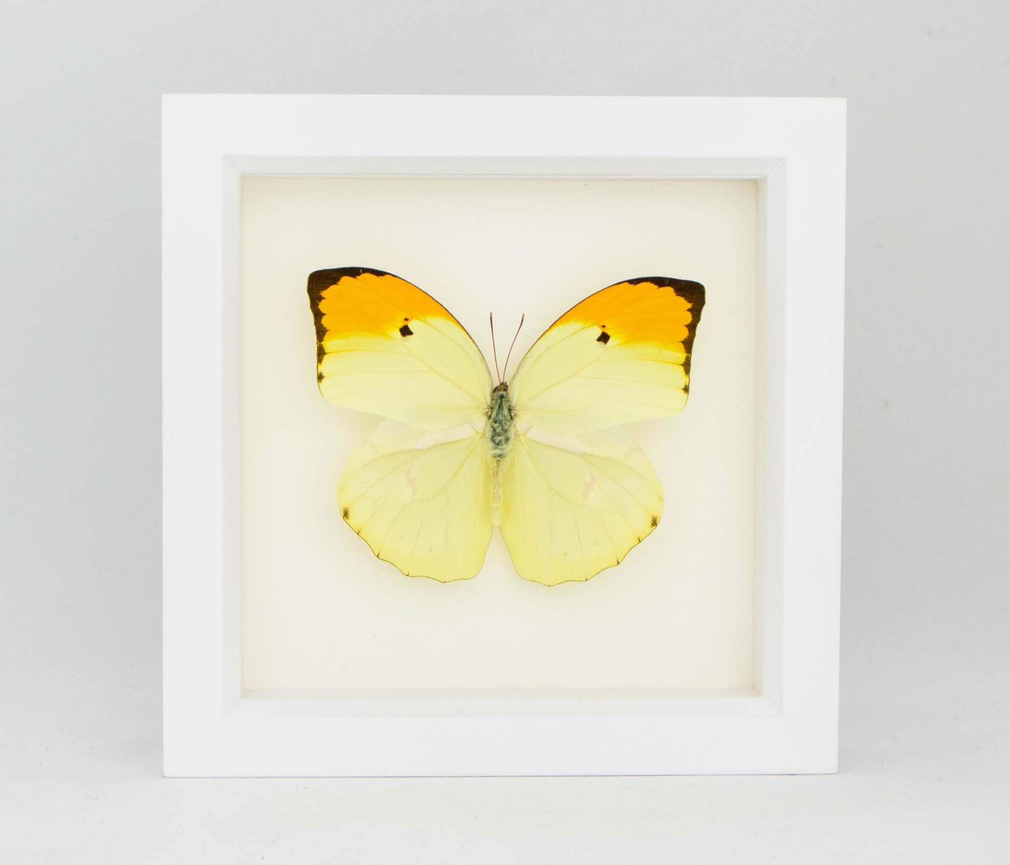 Real Yellow Butterfly