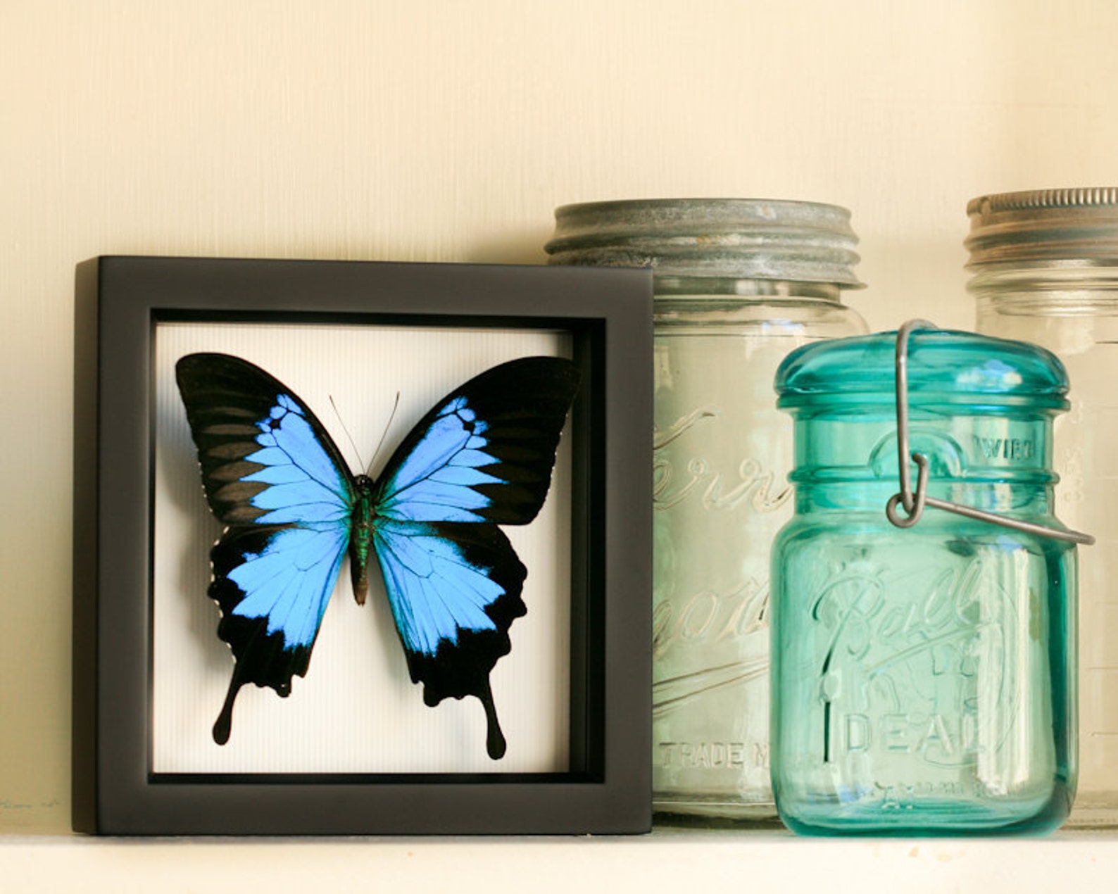 Real Butterfly Display Blue Mountain Butterfly 6x6 - Etsy