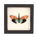 Framed Lanternfly Insect Display Pyrops Pyrorhyncha 6x6 - Etsy