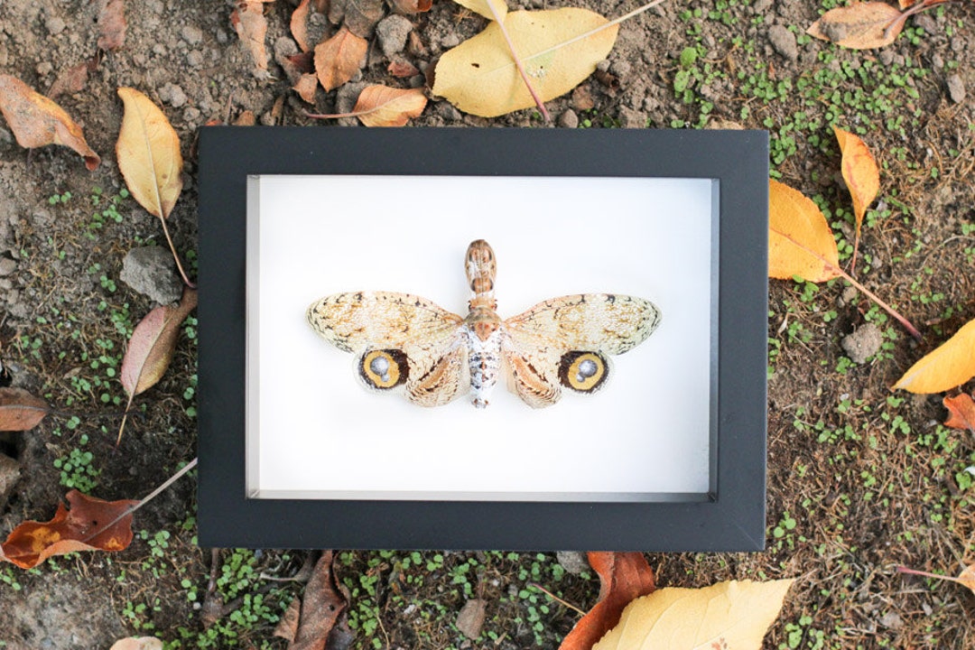 Peanut Head Lantern Fly Insect Display Fulgora Laternaria - Etsy