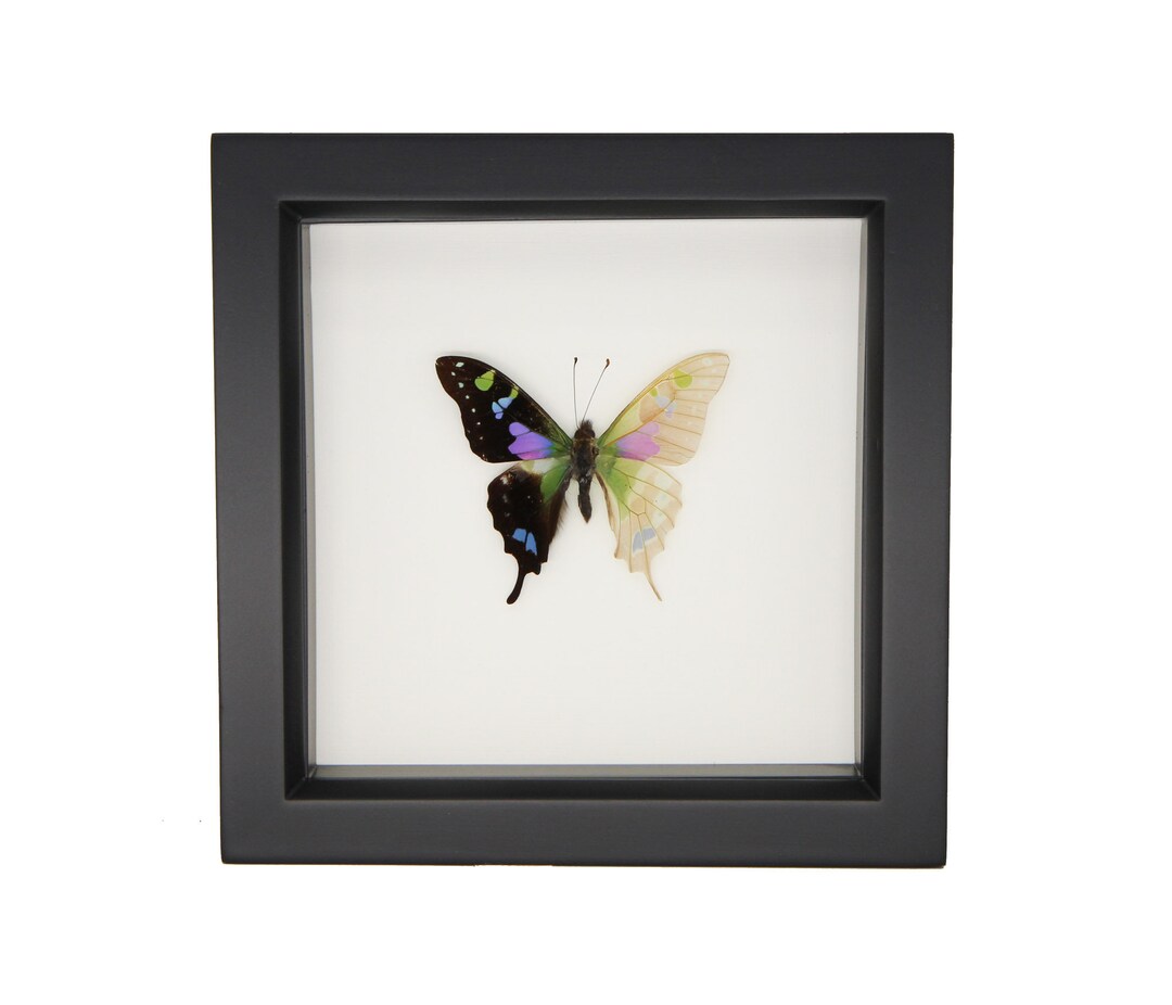 Framed Skeleton Butterly Taxidermy - Etsy