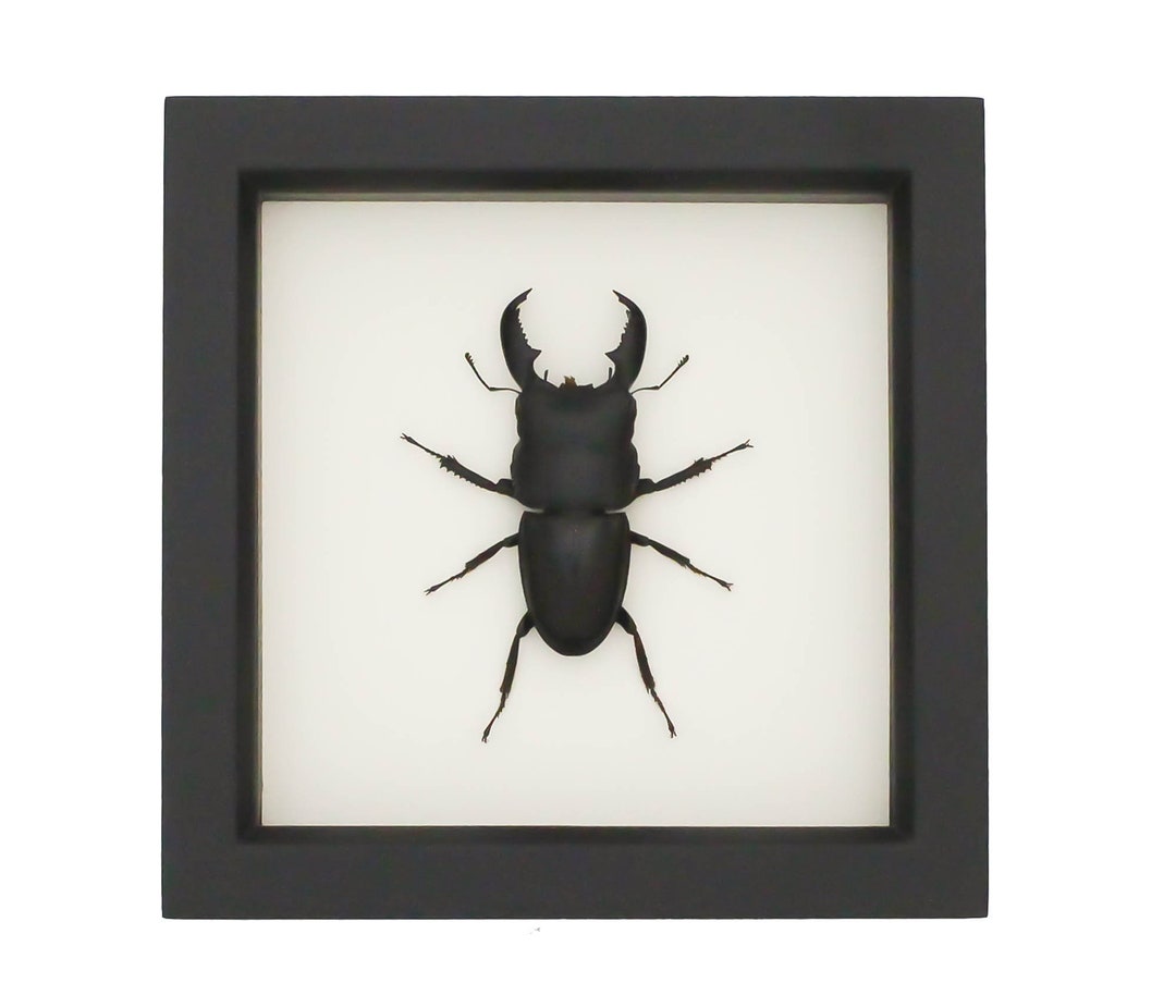 Framed Beetle Taxidermy Dorcus Titanus 6x6 in Beetle Shadowbox - Etsy