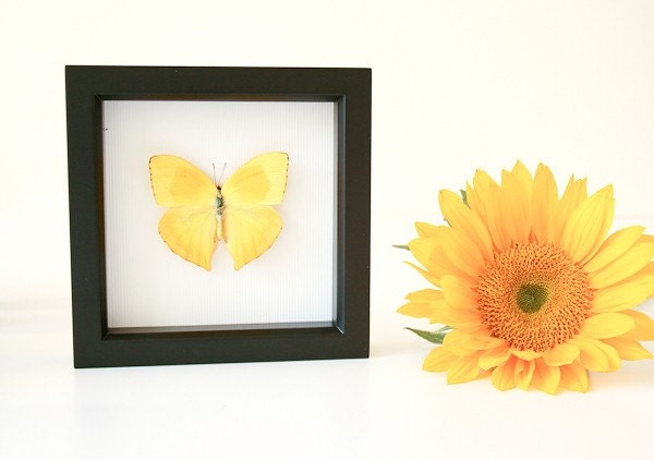 Real Butterfly Decor Framed Display With Sulphur Insect | Etsy
