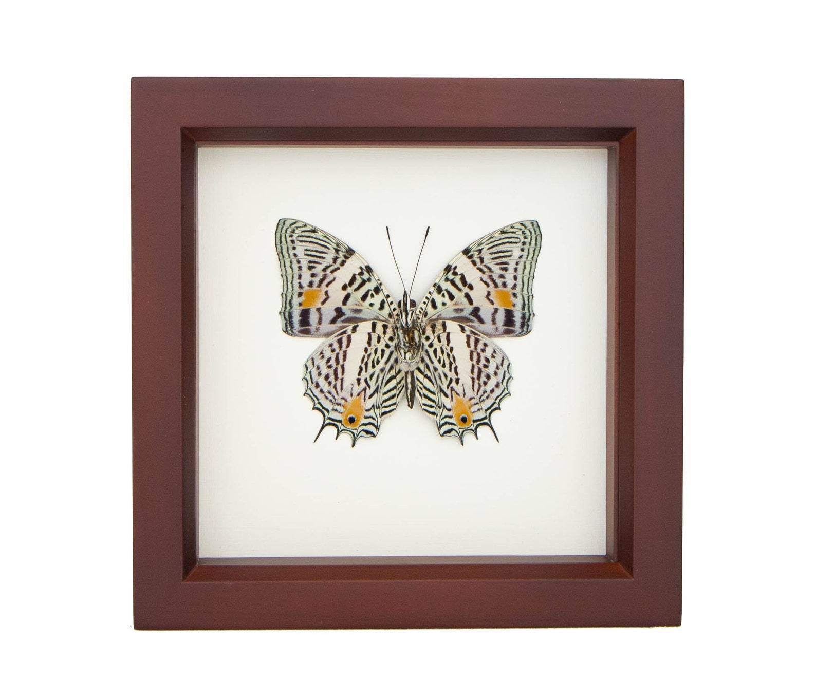 Butterfly Display Case Real Insect Taxidermy Art Baeotus - Etsy