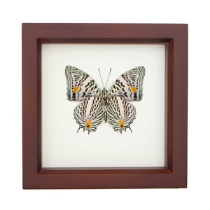 Butterfly Display Case Real Insect Taxidermy Art Baeotus - Etsy
