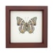 Butterfly Display Case Real Insect Taxidermy Art Baeotus - Etsy