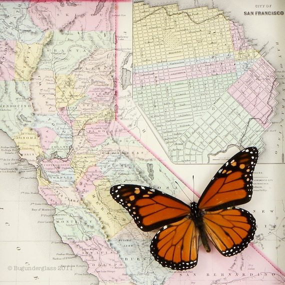 Blue Morpho Butterfly Habitat Map