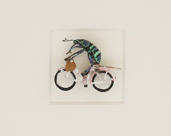 Insect Diorama Framed Beetle Riding Bike Rogue Taxidermy - Etsy